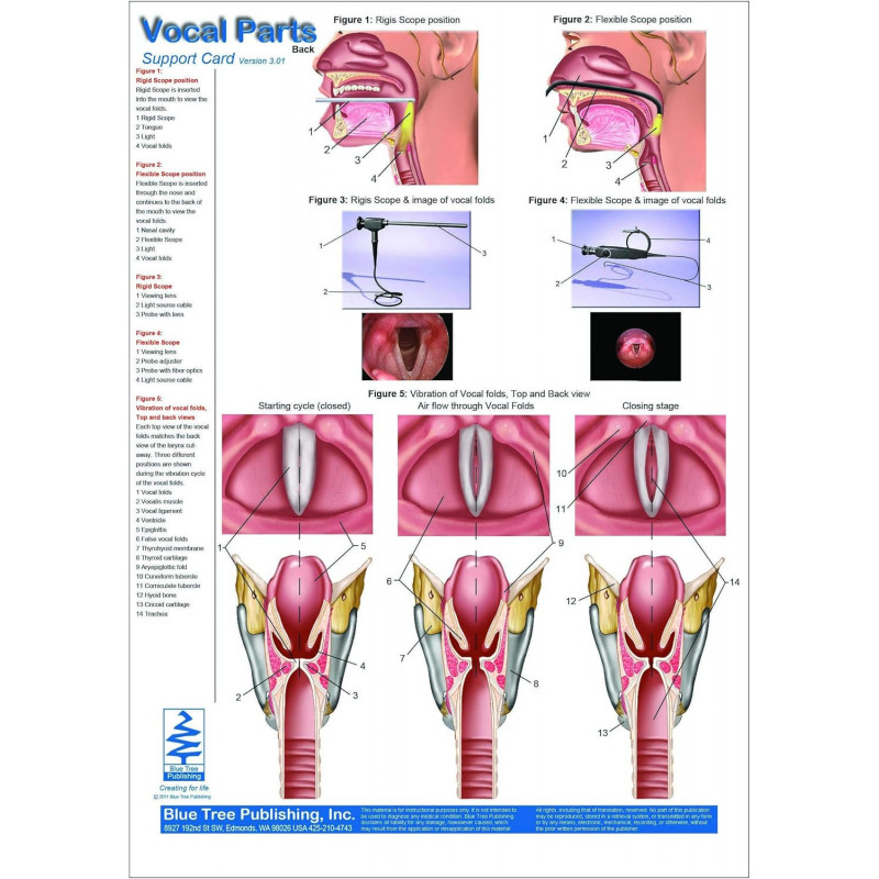 Vocal Parts Anatomical Chart