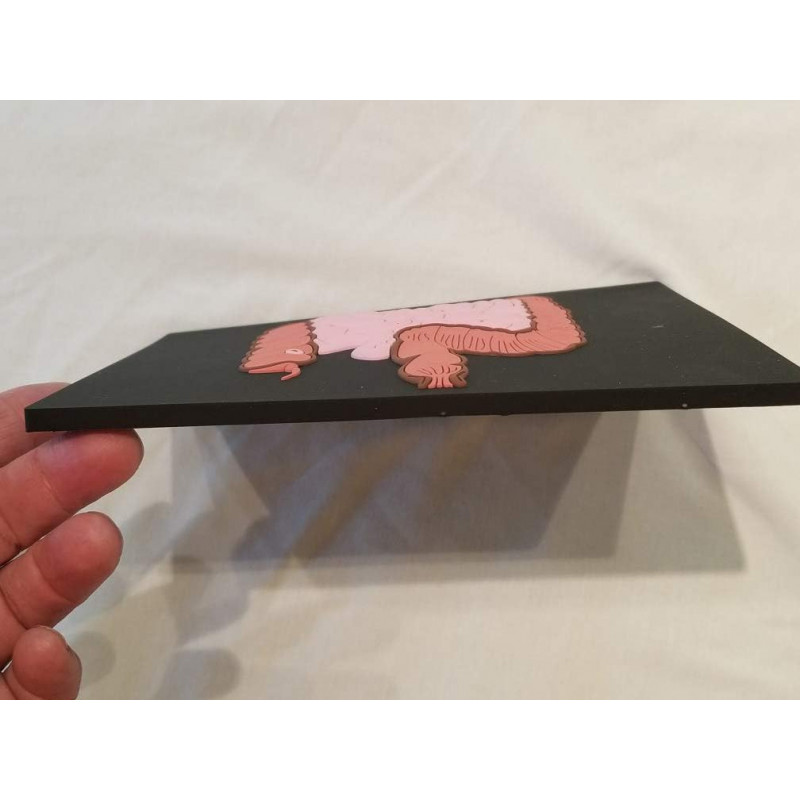 Colon Anatomy Model