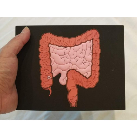 Colon Anatomy Model