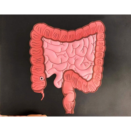 Colon Anatomy Model