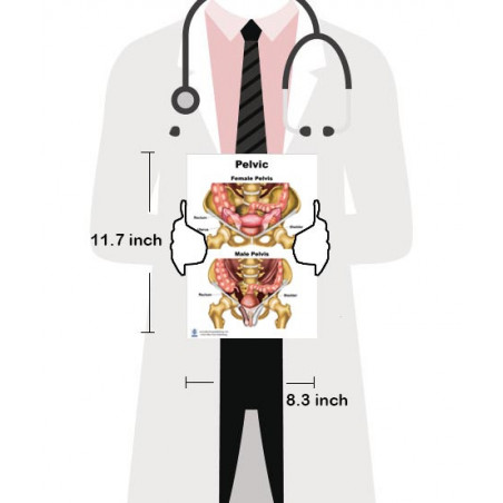 Pelvic anatomy 4 Chart set with Models
