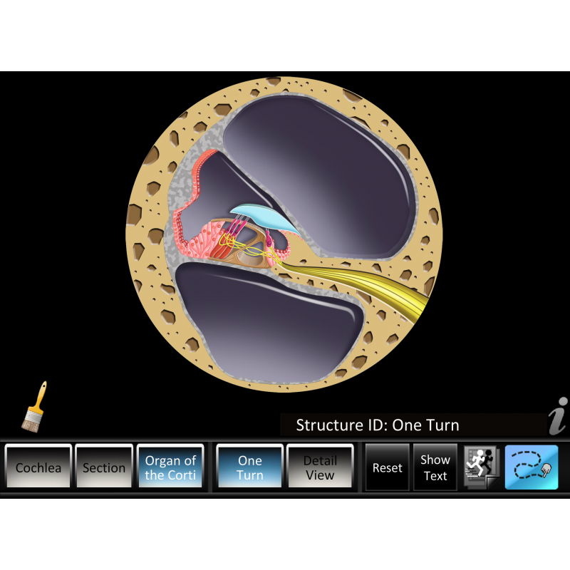 Inner Ear ID App