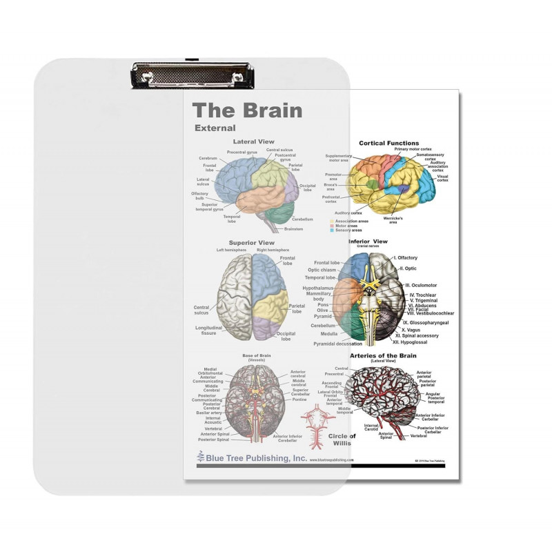 Brain CN Pathways External Internal 2 Clipboard Set