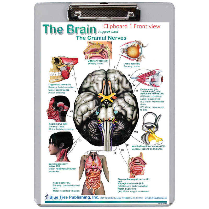 Brain CN Pathways External Internal 2 Clipboard Set