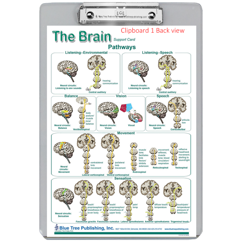Brain CN Pathways External Internal 2 Clipboard Set