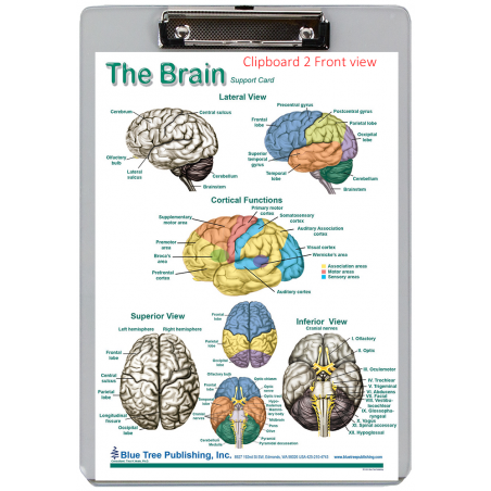 Brain CN Pathways External Internal 2 Clipboard Set