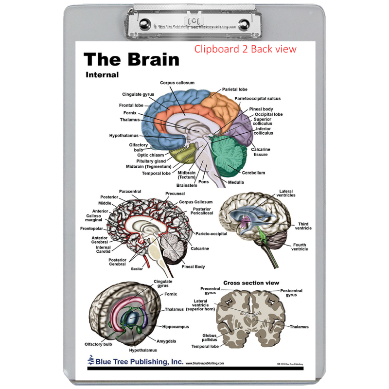 Brain CN Pathways External Internal 2 Clipboard Set