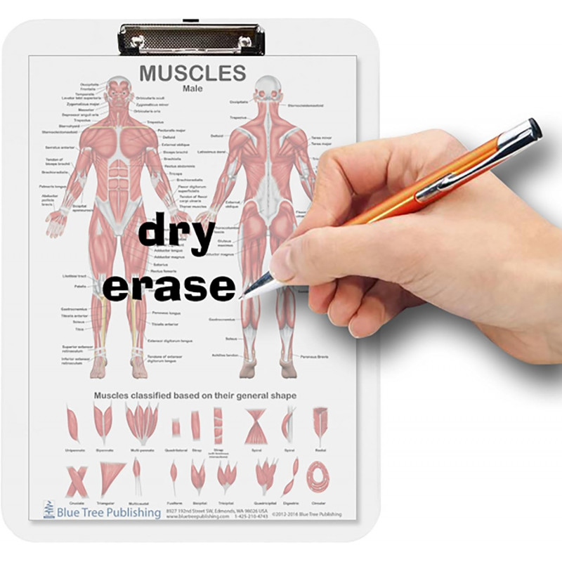 Muscle Female Male Clipboard