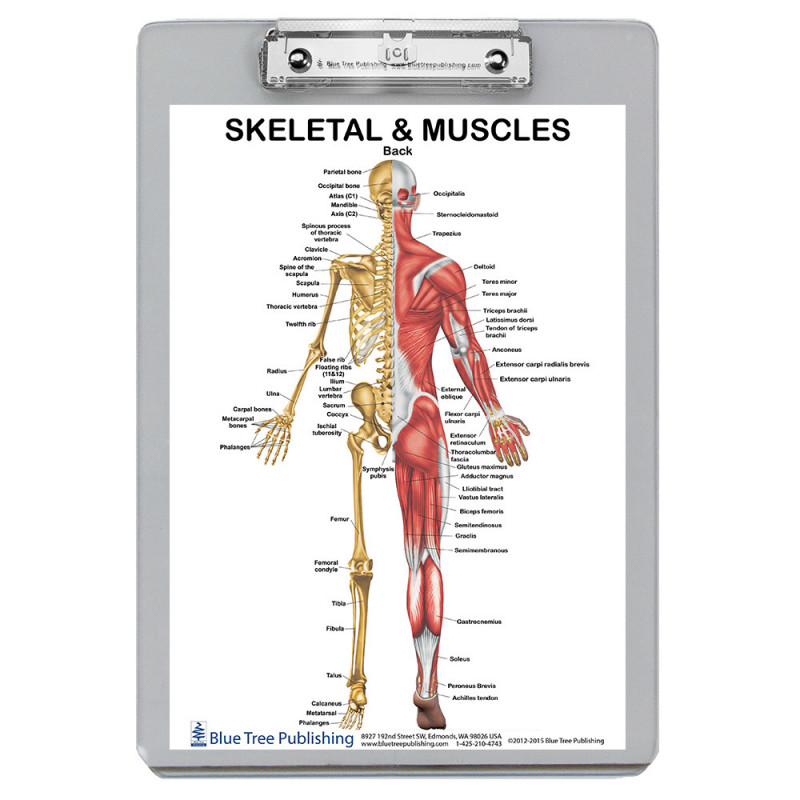 Skeletal and Muscle Clipboard