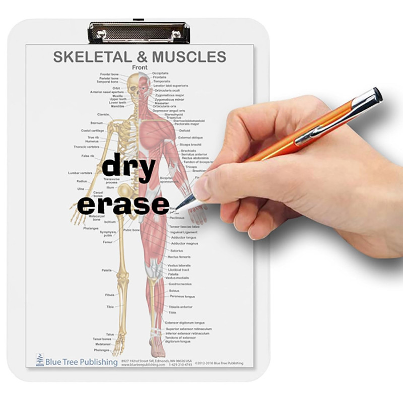 Skeletal and Muscle Clipboard
