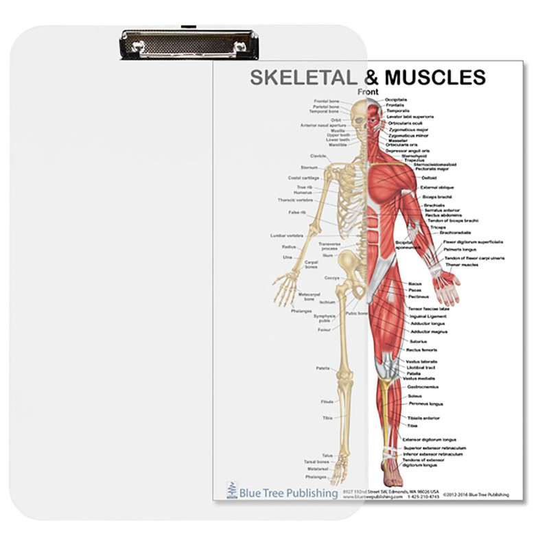 Skeletal and Muscle Clipboard