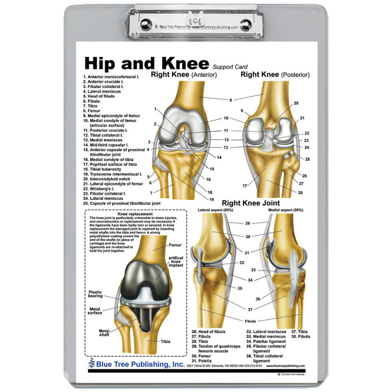 Hip and Knee Clipboard