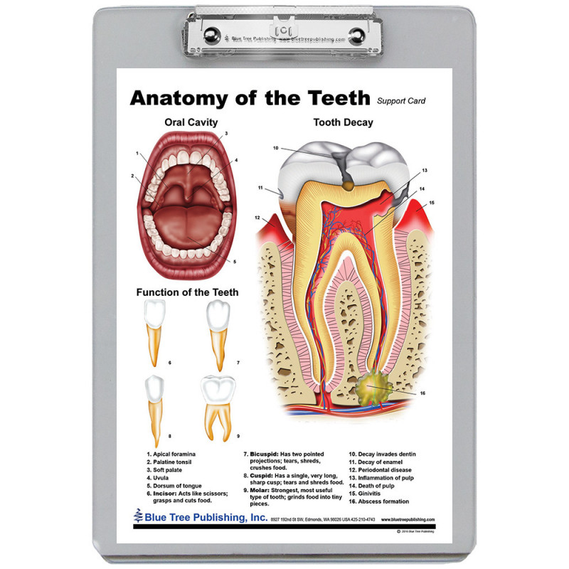 Anatomy of the Teeth Clipboard