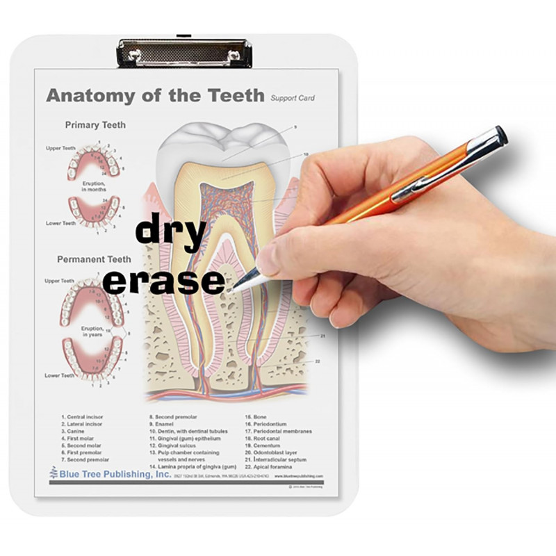 Anatomy of the Teeth Clipboard