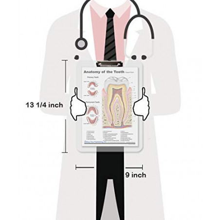 Anatomy of the Teeth Clipboard