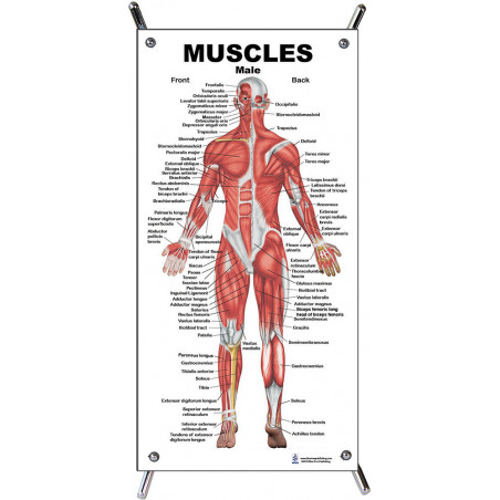 Muscles Male Small Poster