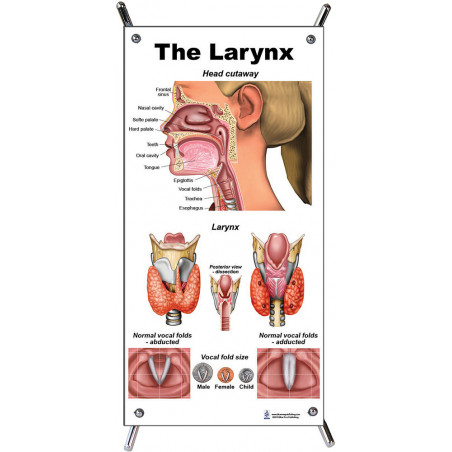 Larynx Small Poster