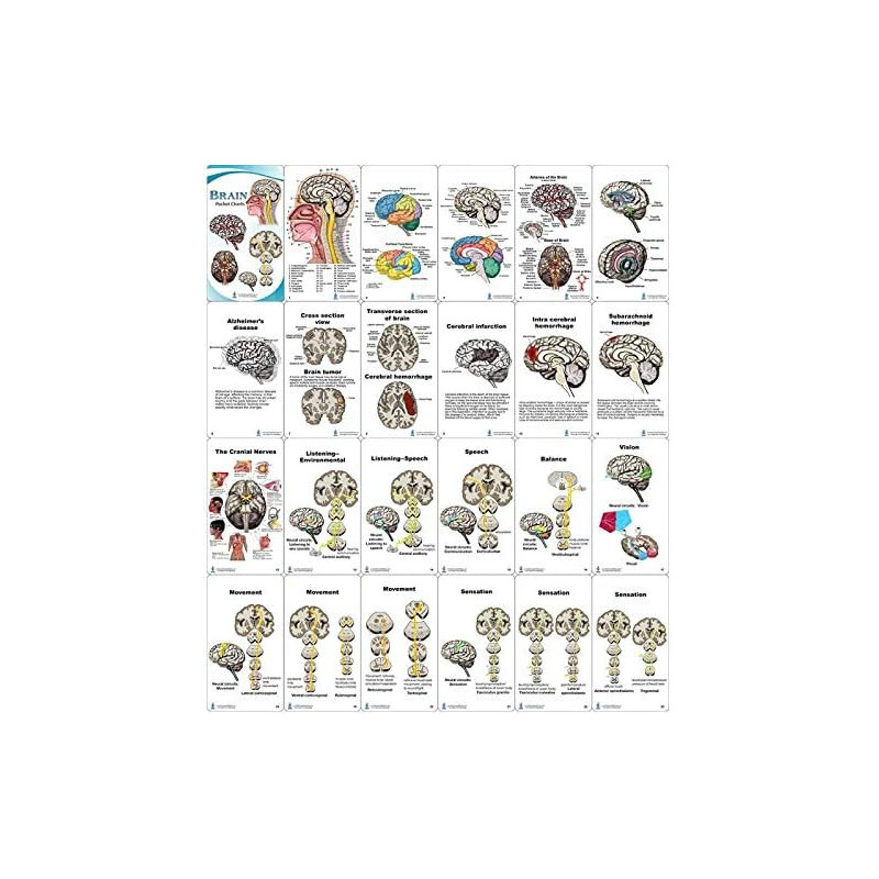 SLP, Swallowing, Speech Articulation, Brain Anatomy Anatomical Pocket ...