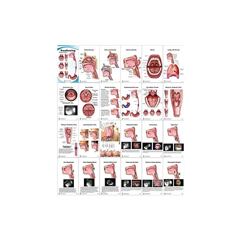 SLP, Swallowing, Speech Articulation, Brain Anatomy Anatomical Pocket ...