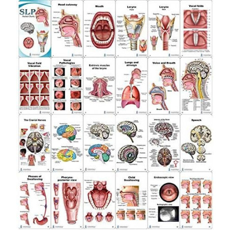 SLP, Swallowing, Speech Articulation, Brain Anatomy Anatomical Pocket ...