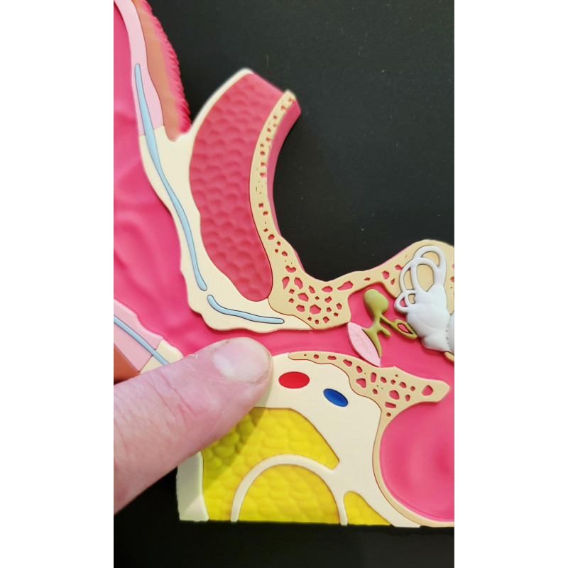 Dog Ear Anatomy Model