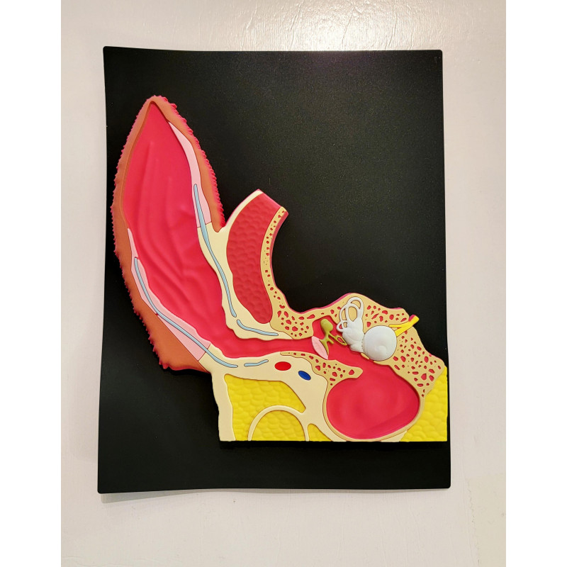 Dog Ear Anatomy Model