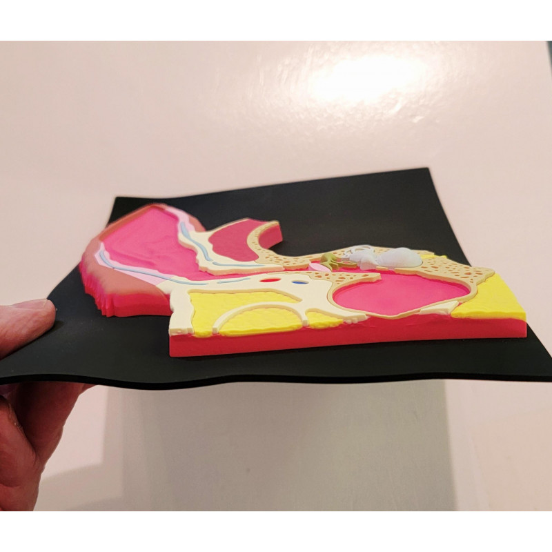 Dog Ear Anatomy Model