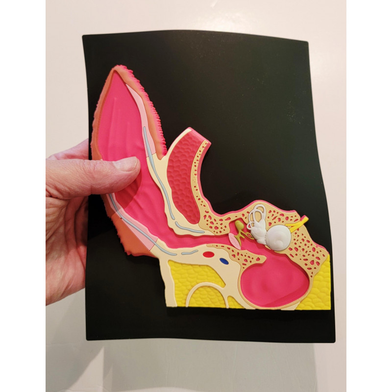 Dog Ear Anatomy Model