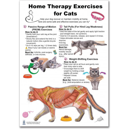 Home Therapy Exercises for Cat Anatomical Chart