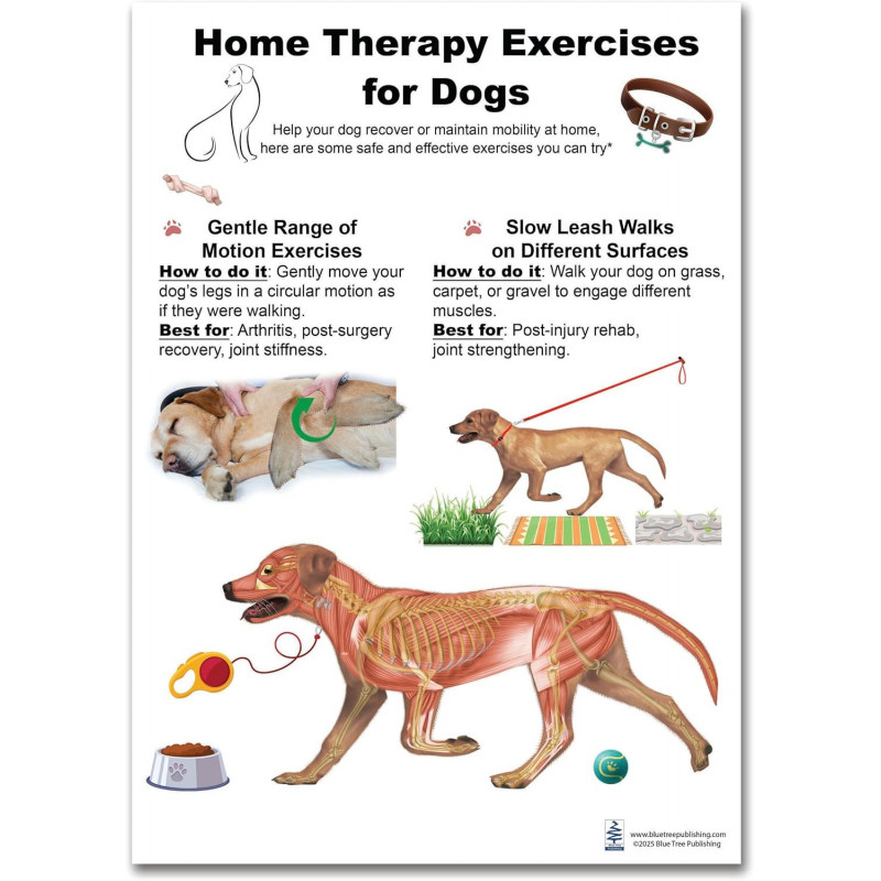 Home Therapy Exercises for Dog Anatomical Chart