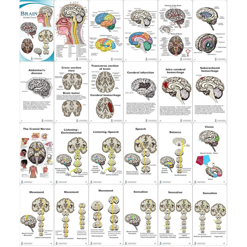 Brain Anatomy Pocket Charts