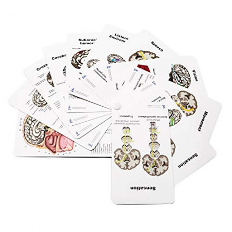 Brain Anatomy Pocket Charts