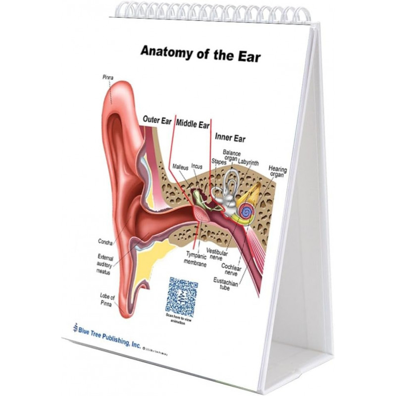 Ear And Nose Anatomy Diagram