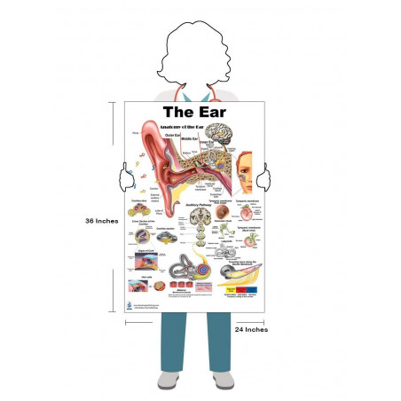 Ear, Ear Disorders, Audiogram, Daily Noise, 4 Poster Set 24 inch x 36 ...