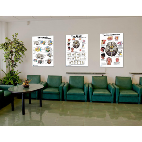 Brain, Cranial Nerves, and Pathways 3 Poster set 24 inch x 36 Large Poster