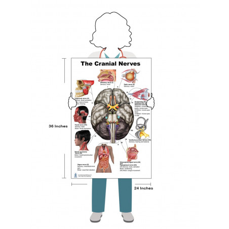 Brain, Cranial Nerves, and Pathways 3 Poster set 24 inch x 36 Large Poster