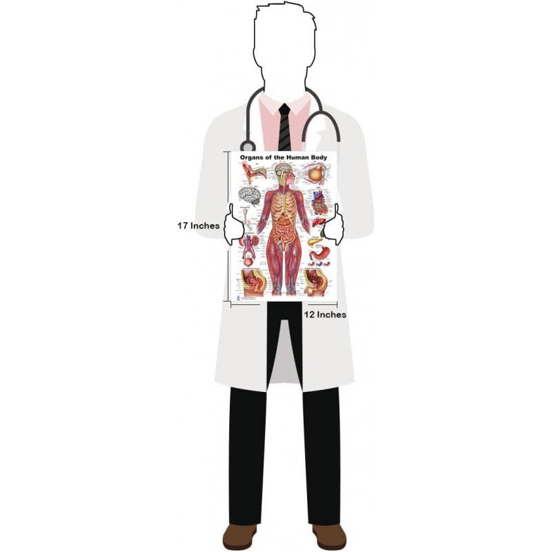 Organ of the human body Regular Poster