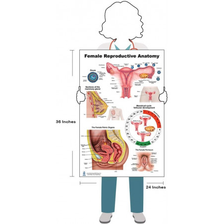 Female Reproductive and Pregnancy/Birth Anatomy Large Poster