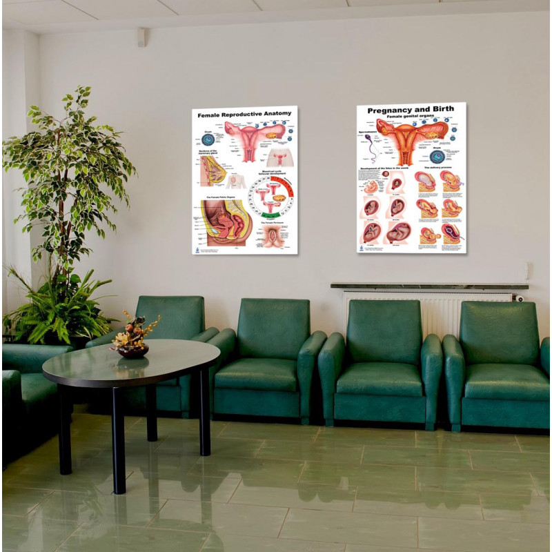 Female Reproductive and Pregnancy/Birth Anatomy Large Poster