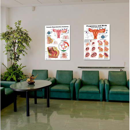 Female Reproductive and Pregnancy/Birth Anatomy Large Poster