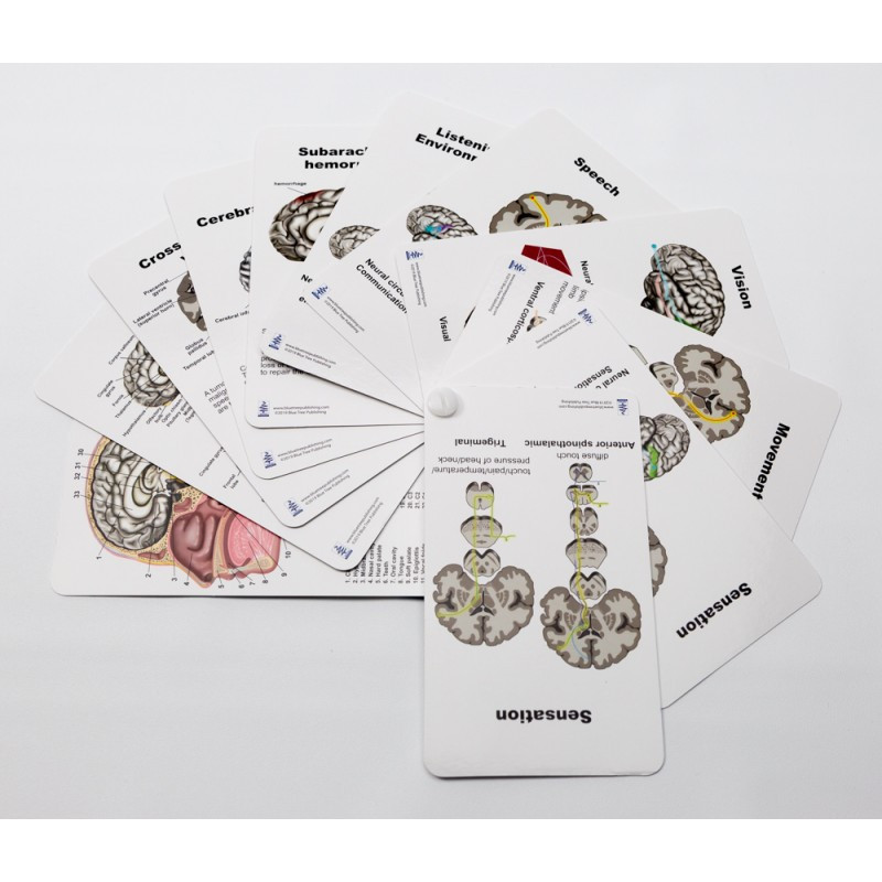 Brain 6 piece gift set for SLP Speech Language Pathology, Neurology and ...
