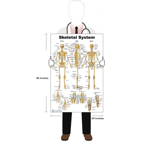 Skeletal System, Vertebral Column Spine and Muscle 3 Large Poster Set