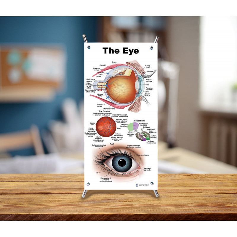 Eye Anatomy and Disorders of The Eye 2 Set Small Poster