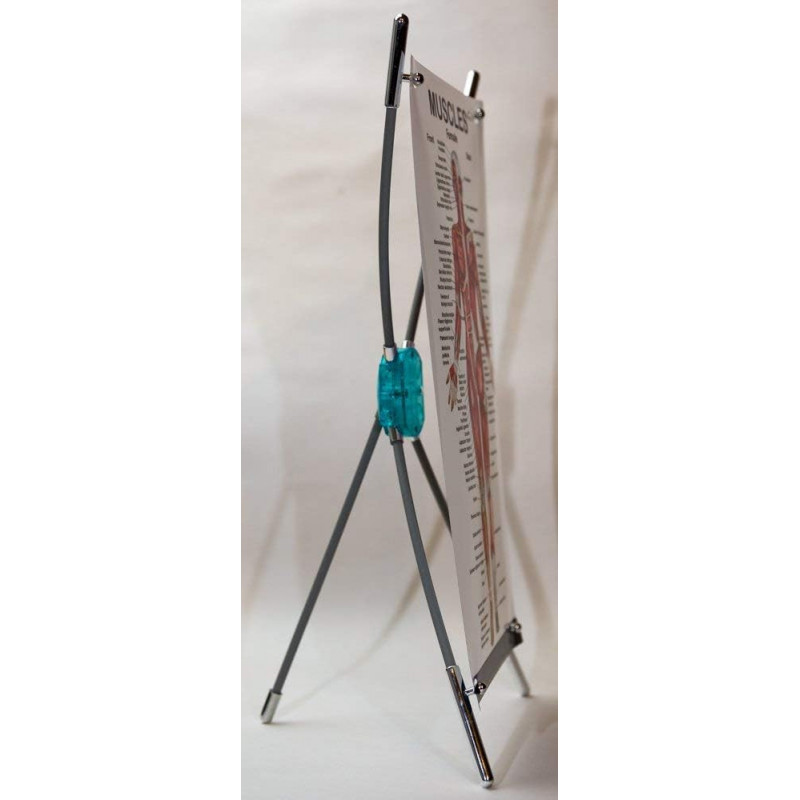 Muscles Female Male skeleton vertebrate Small 4 Poster Set