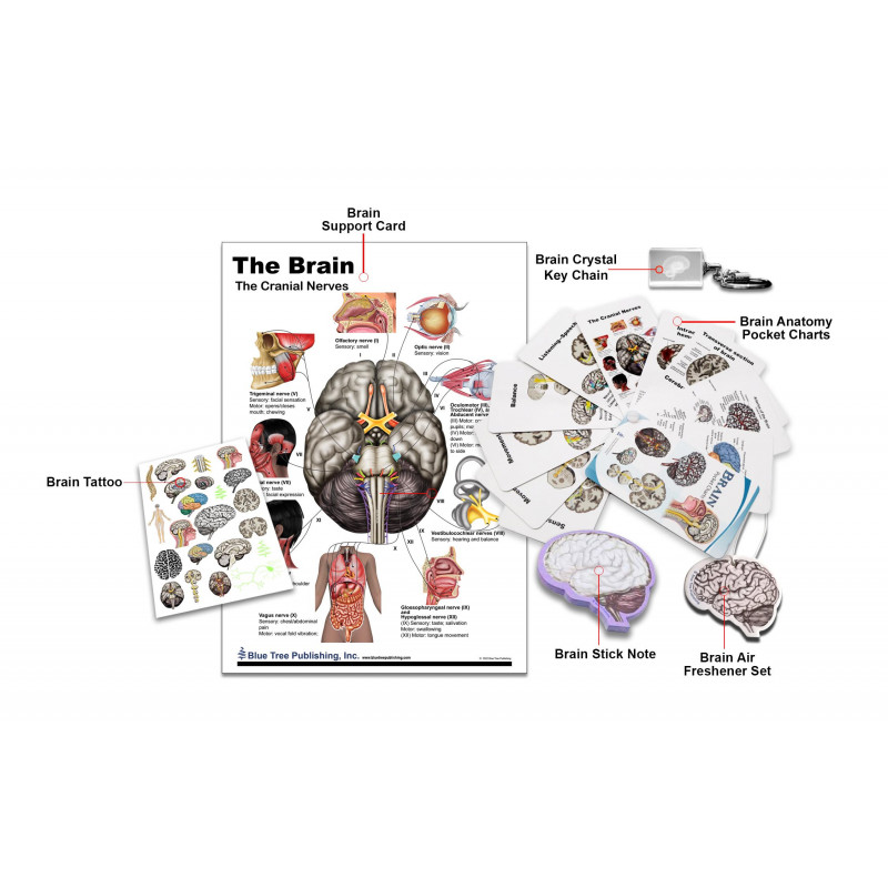 Brain 6 piece gift set for SLP Speech Language Pathology, Neurology and ...