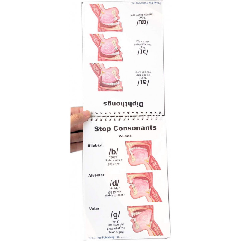 Speech articulation anatomy Flip Charts