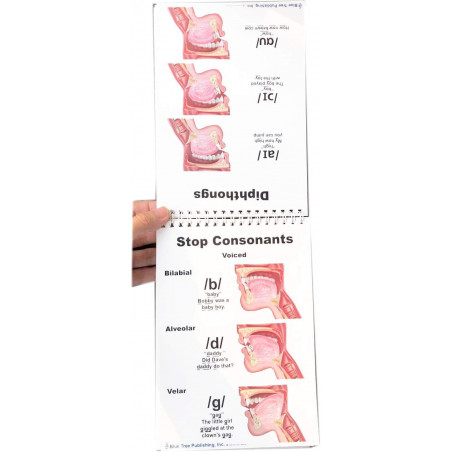 Speech articulation anatomy Flip Charts