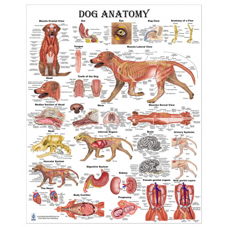 Dog Anatomy Poster Veterinary Anatomy & Veterinary Physiology Canine ...