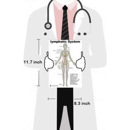 Lymphatic System Anatomical Chart – Human Body Lymph Nodes, Vessels ...