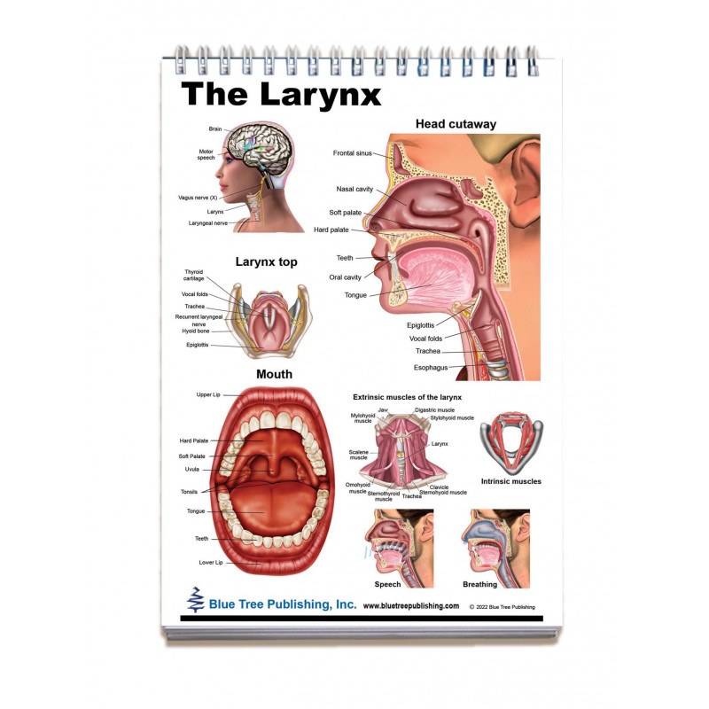 Speech Language Pathology SLP Charts Complete Series